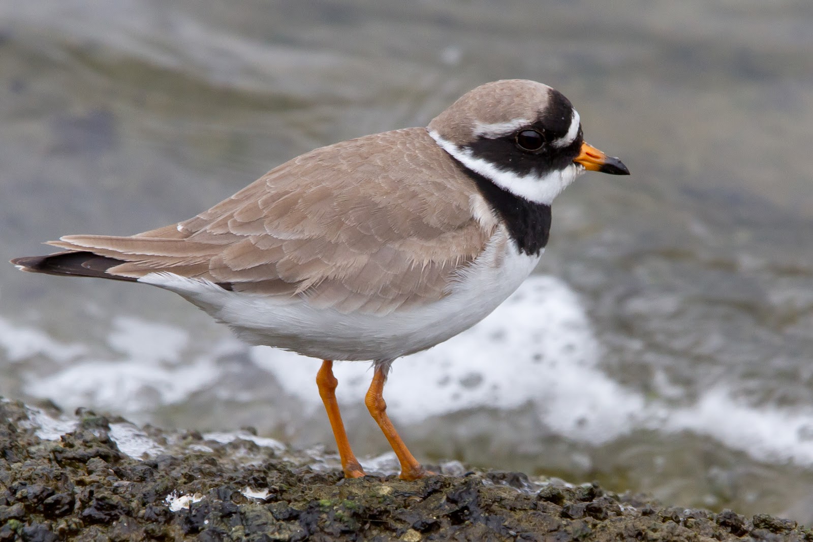 Oxon Birding Blog: Farmoor 4th May