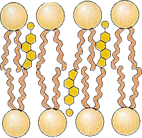 BIOQUIMICA: TODO SOBRE "LIPIDOS"