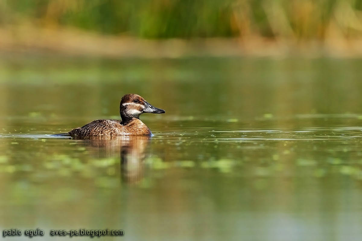 mis fotos de aves: Oxyura vittata Pato Zambullidor Chico Lake Duck