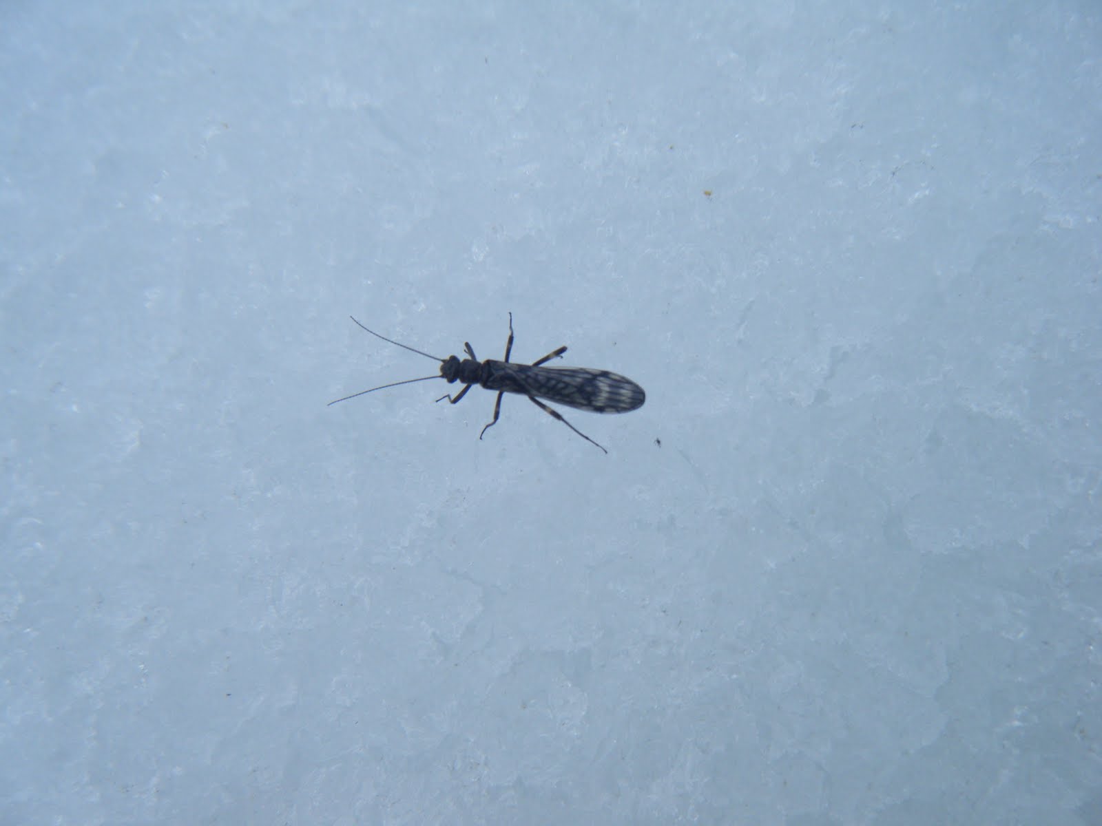 Fishing Report: Little Black Stonefly Action: May 1, 2011