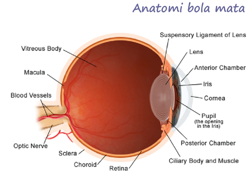 Anatomi Fisiologi Mata Ppt - vrogue.co