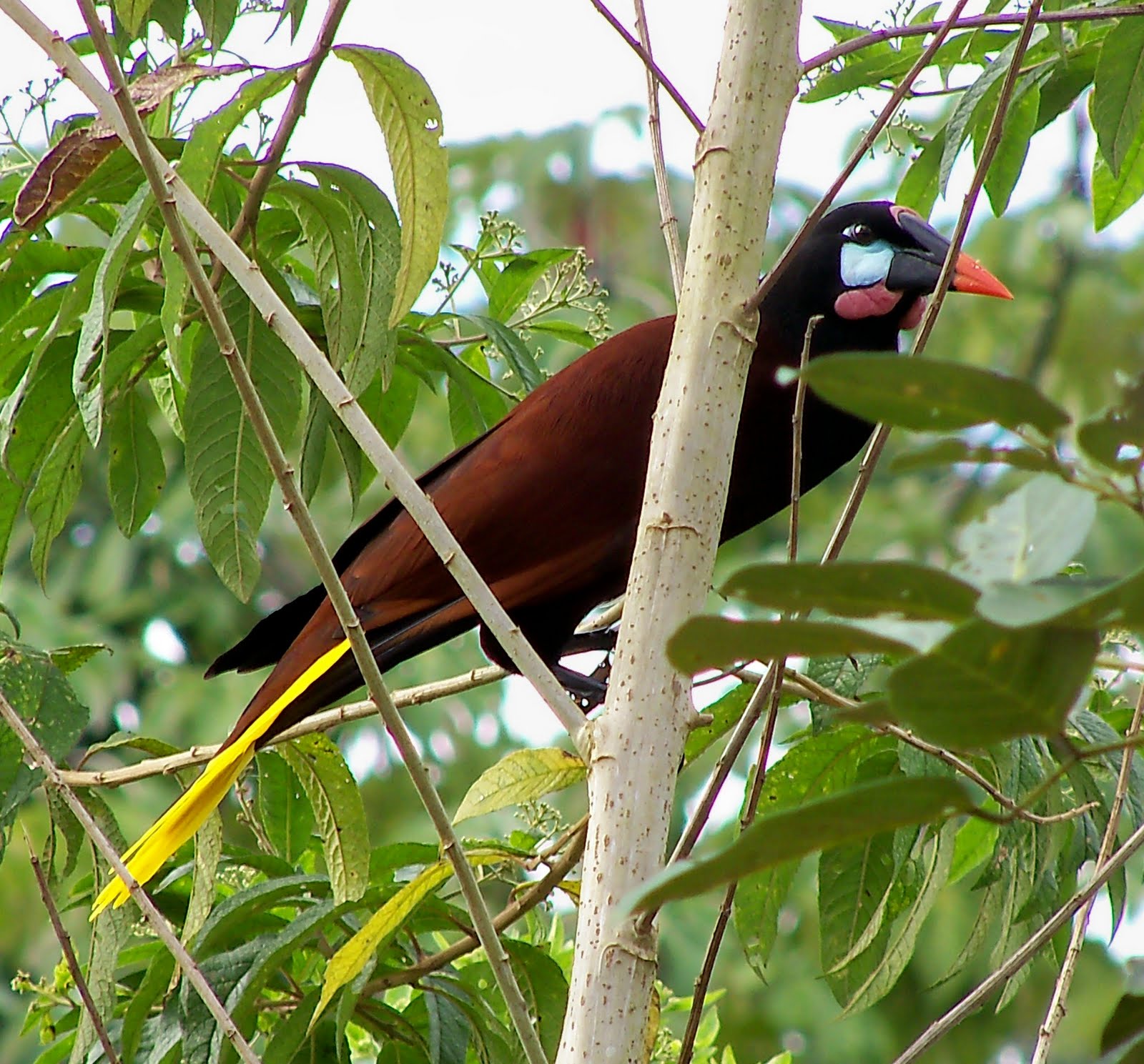 Jungle and Rainforest Art of Costa Rica: Colorful Birds of Costa Rica