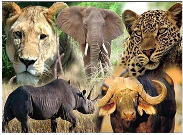 tz attraction: WHICH ARE BIG FIVE ANIMAL?.WHY ARE THEY CALLED SO
