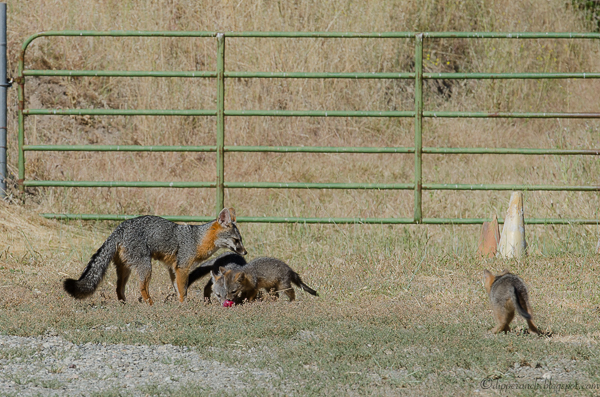 Dipper Ranch: Fox Pups in the Barn