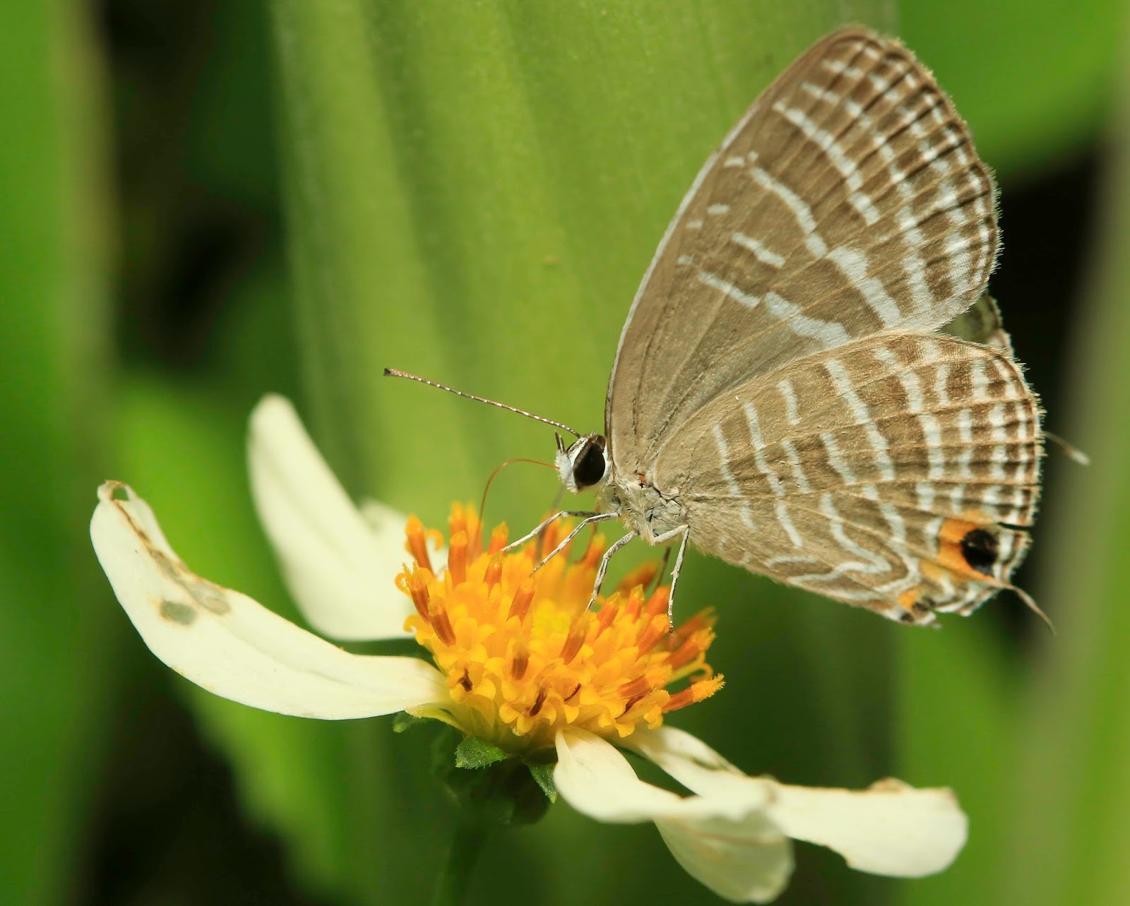 Butterflies of Vietnam: 94. Jamides celeno aelianus (The Common Cerulean)