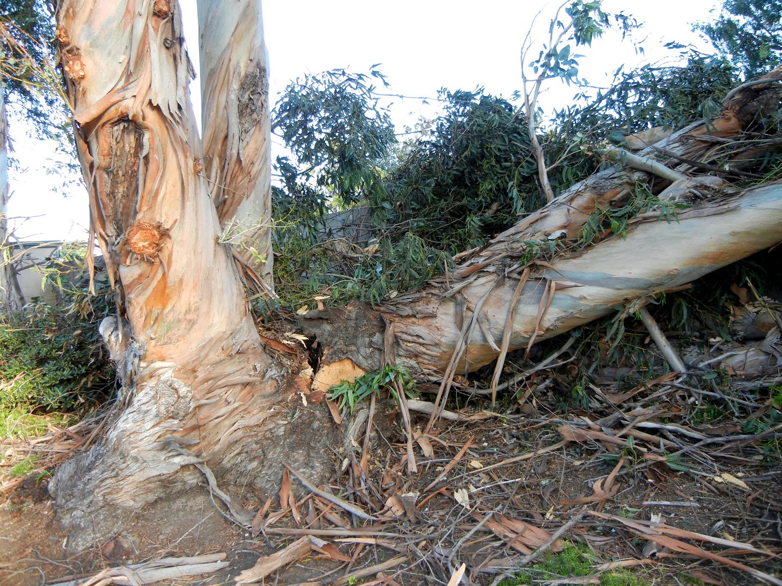 A photo, A thought............: Thought: Tribute to the fallen, dead ...