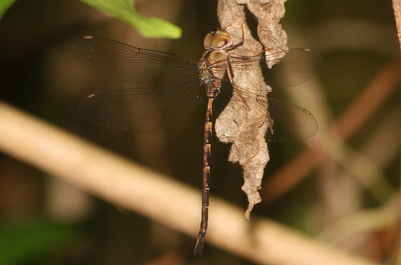 Dragonflies & damselflies of Thailand: 93. Gynacantha subinterrupta ...