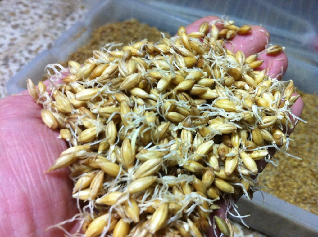 Quiero ser un Homebrewer: Malteado de la cebada