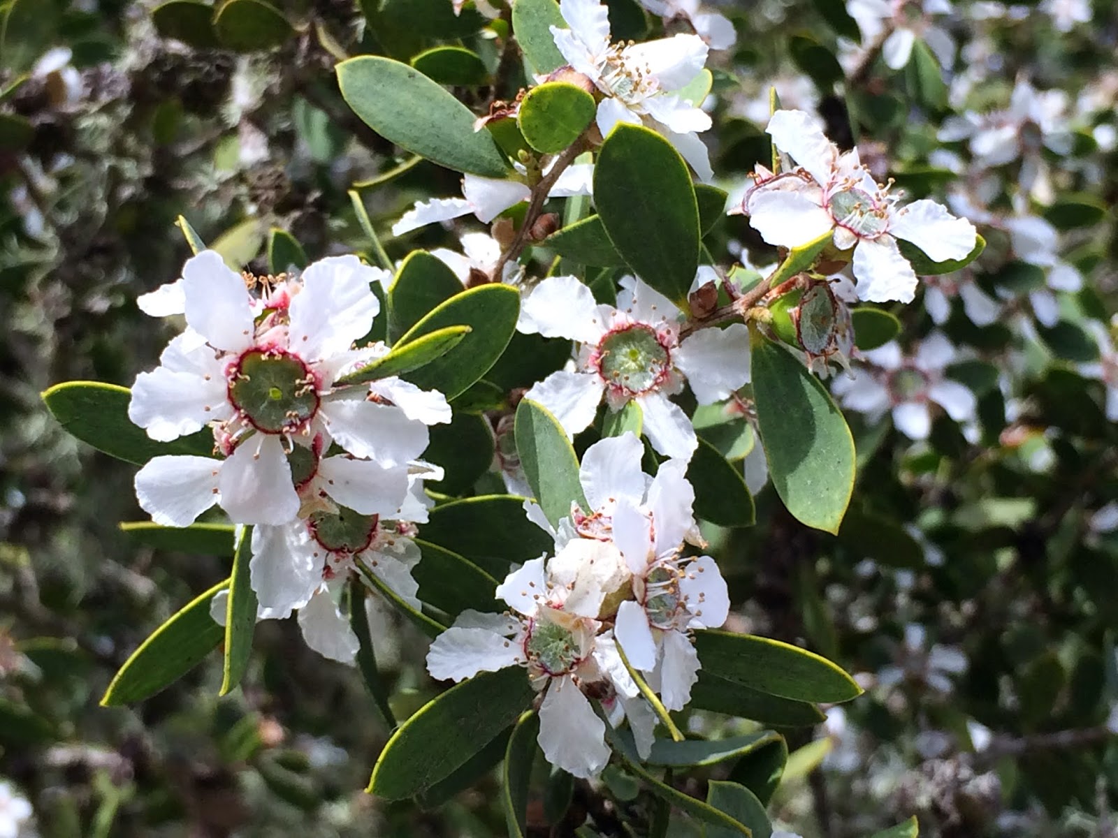 Trees of Santa Cruz County: Leptospermum laevigatum - Australian Tea Tree