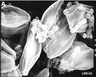 Variety of Life: Alteromonadaceae