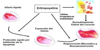 BIOMETRIA HEMATICA: ERITROPOYETINA
