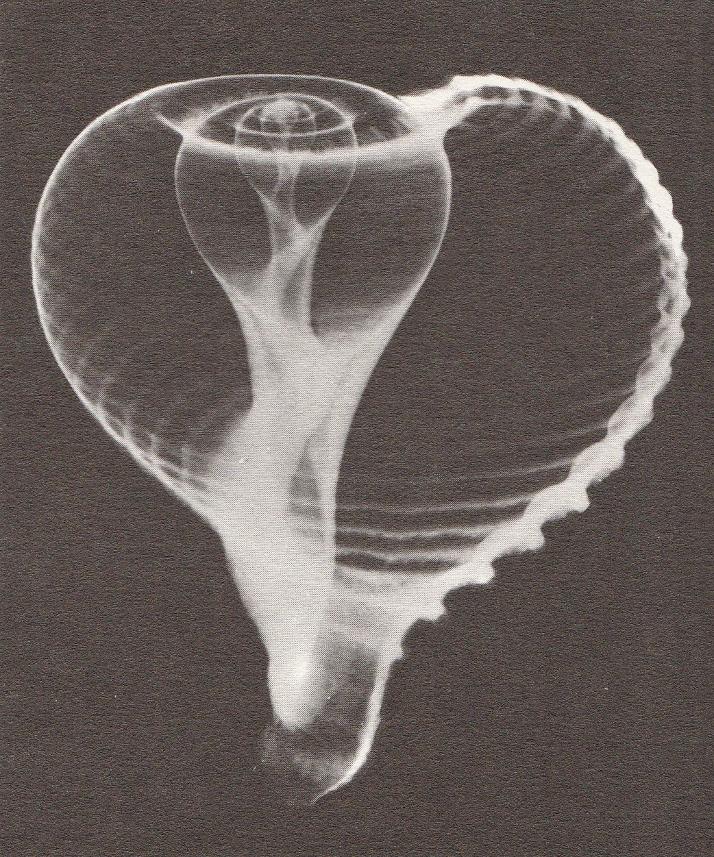 Summer of love: Radiographies de coquilles