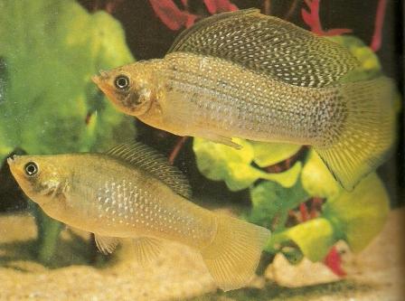 Nature Lover: molly fish