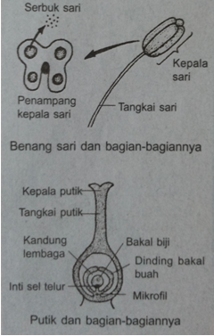 Jendela Pendidikan: Materi Bahan Ajar Struktur dan Fungsi Bunga