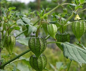 Manfaat dan Khasiat Ciplukan Untuk Kesehatan ~ Permathic Blog