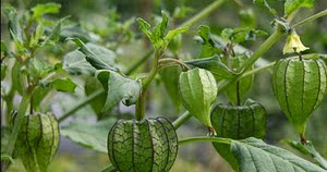 Manfaat dan Khasiat Ciplukan Untuk Kesehatan ~ Permathic Blog