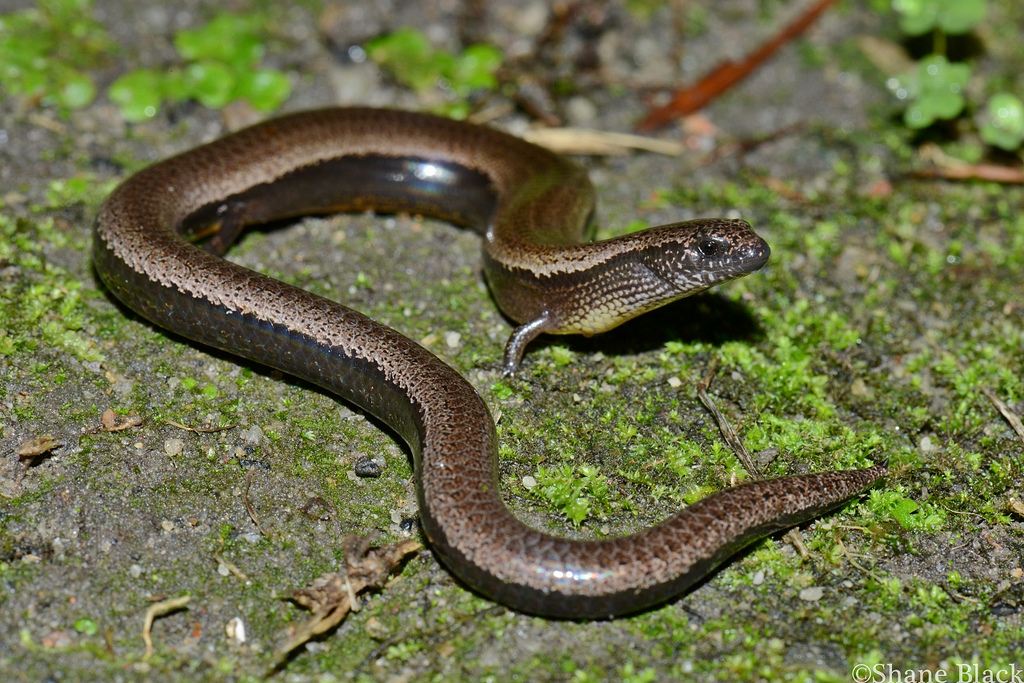 Rosa Rubicondior: Three-toed Skink Is an Evolutionary Intermediate