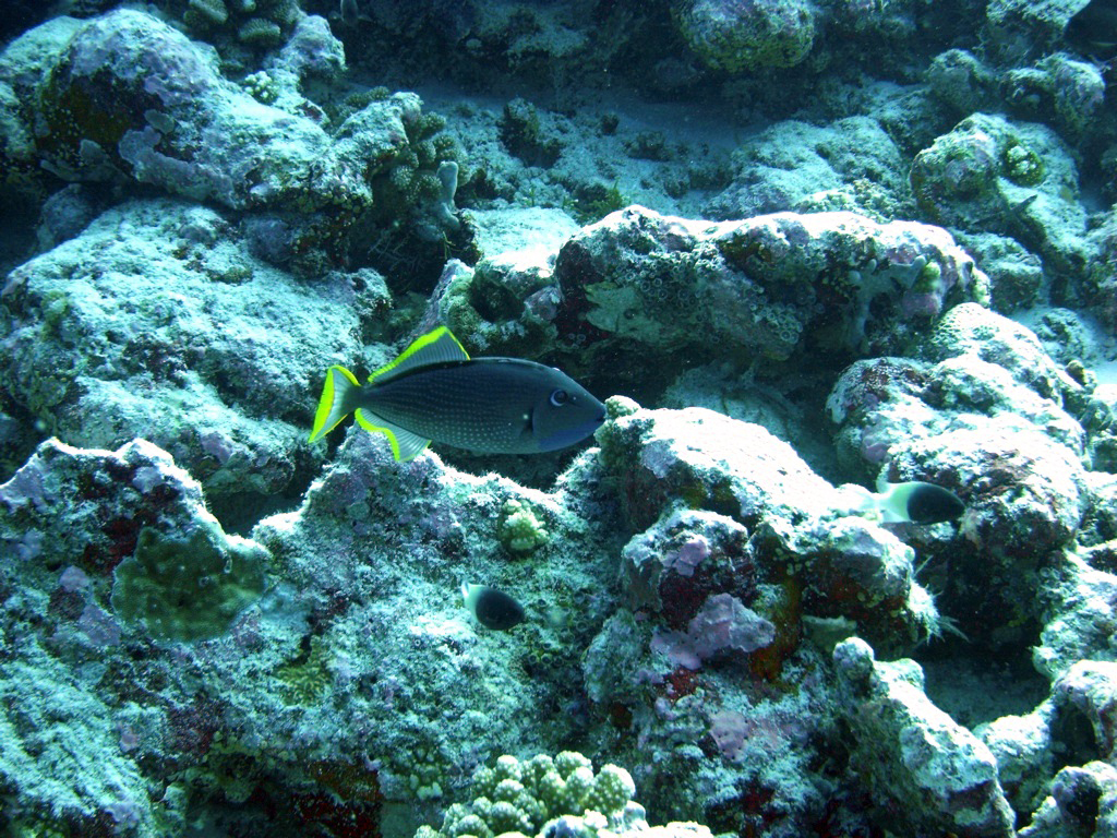 Lonely Fuvahmulah: Gilded Triggerfish (Xanthichthys auromarginatus)