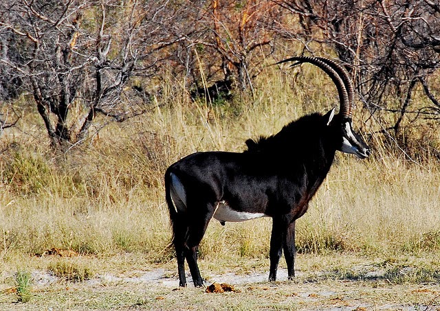 Sable Antelope | Amazing Facts & Latest Pictures | All Wildlife Photographs
