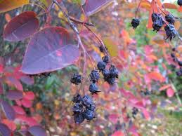 Aronia negra (Aronia melanocarpa) - Frutas del mundo