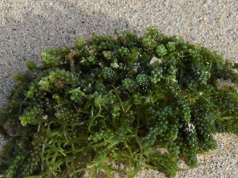 dalikan: Organic Food: Salad - Arosep Salad (Arosep or Ar-arosep is ...