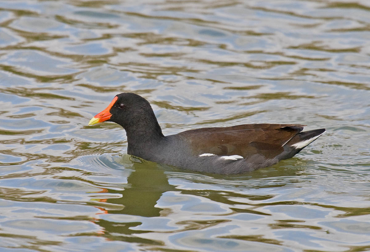 Common Gallinule - Greg in San Diego