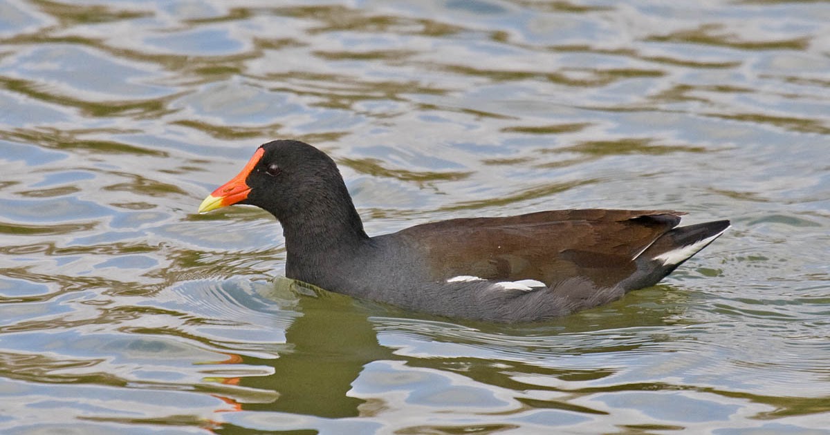 Common Gallinule - Greg in San Diego