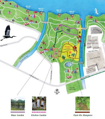 wild shores of singapore: Why Pasir Ris mangroves are special!