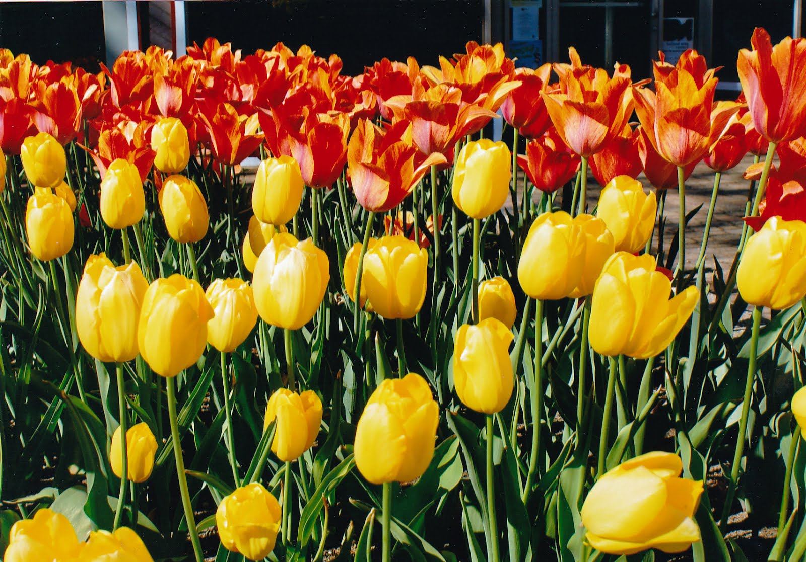 DETROIT VIEWS - COMMENTS: TULIP TIME - NOW, HOLLAND, MICHIGAN