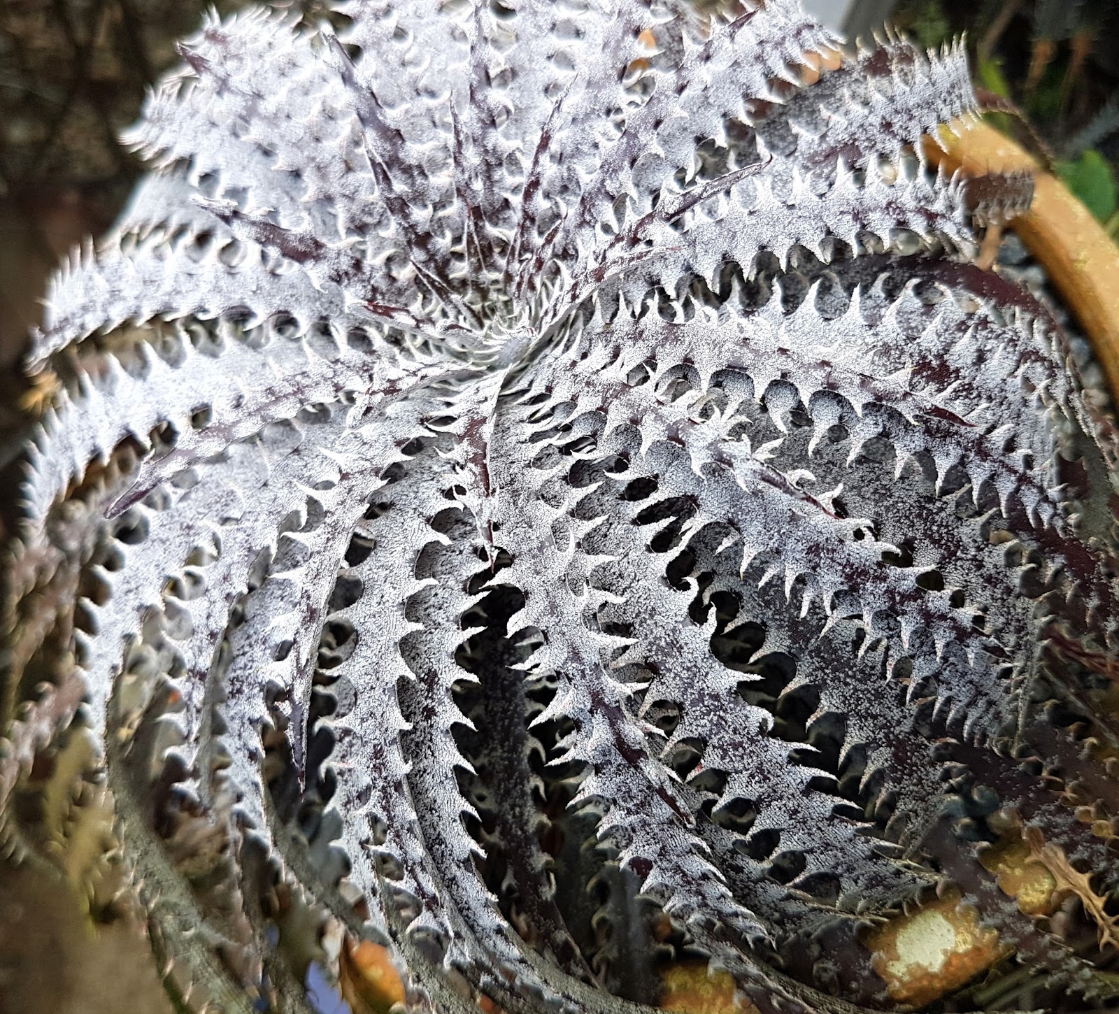Dyckia Brazil: Dyckia fosteriana/fosteriana cv Star of Brazil, just ...