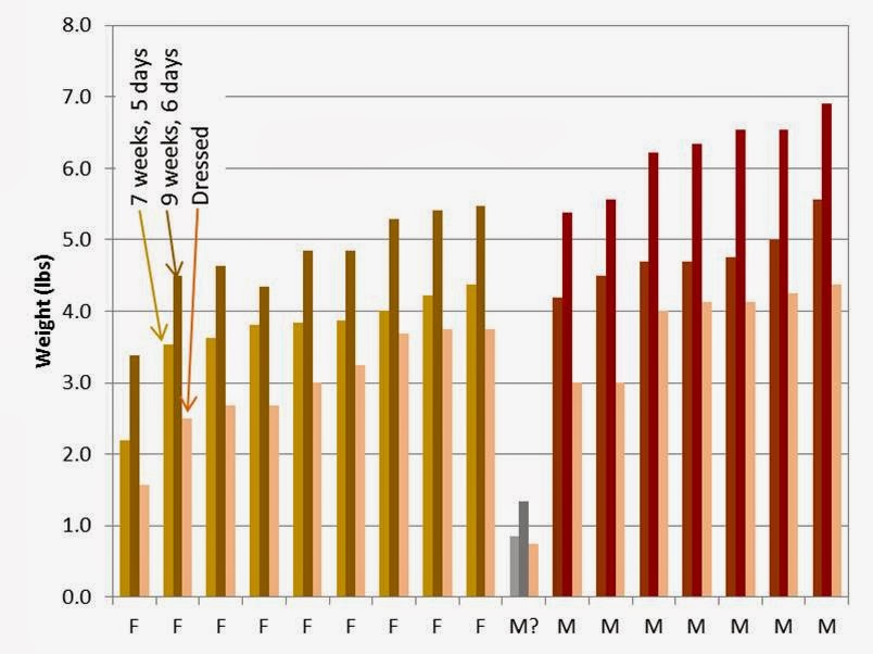 The Homestead Laboratory: Chickens: Final Stats