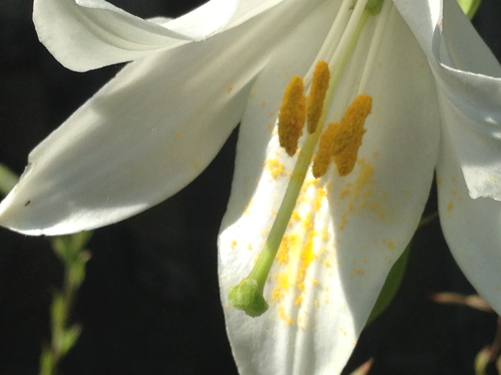 El rincón del huerto