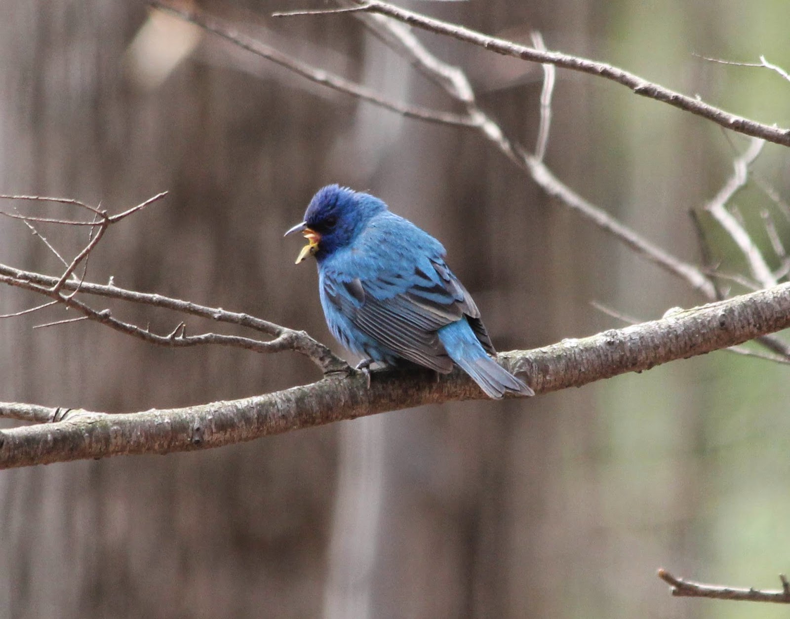 Isabella Conservation District Environmental Education Program: Mood ...