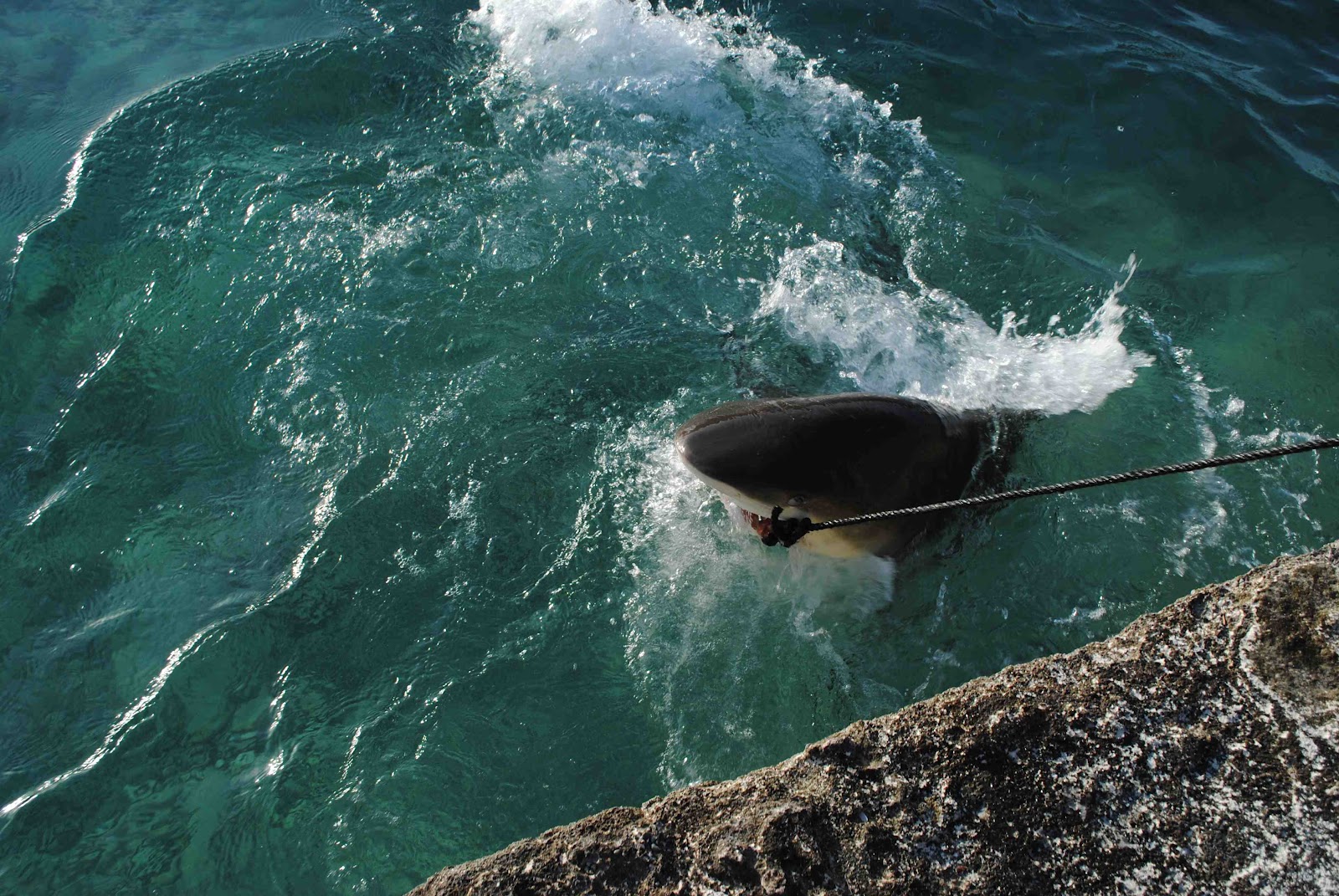 Sailing the Tanqueray: A Fishing Tale – The Skunk is off the Lures!!