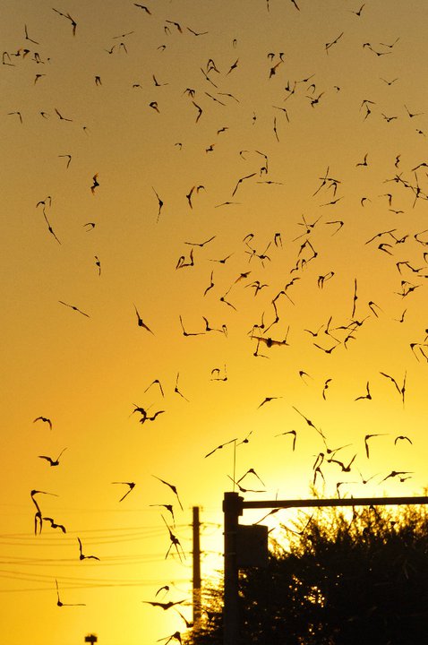 Birding Without Barriers: The Phoenix Bat Cave!