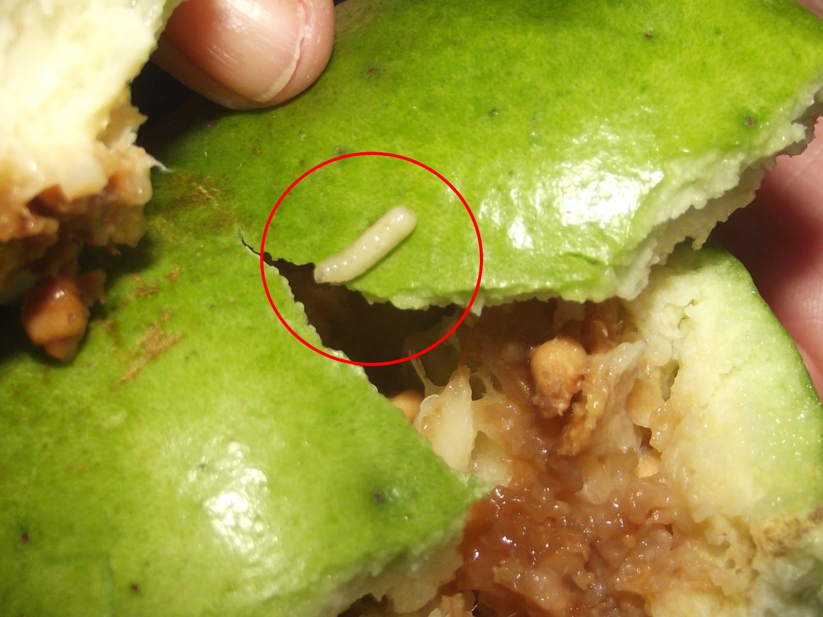 Bicho da goiaba | Mundo Biologia