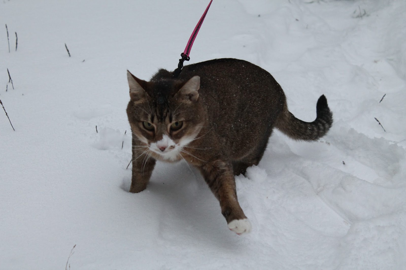Elu võimalikkusest FIV-positiivse kassiga