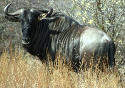 Facts about the wildebeest (gnu) | Facts About All