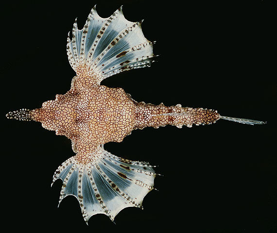 Real Monstrosities: Sea Moth