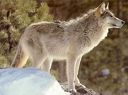 Great Plains Wolf | The Life of Animals