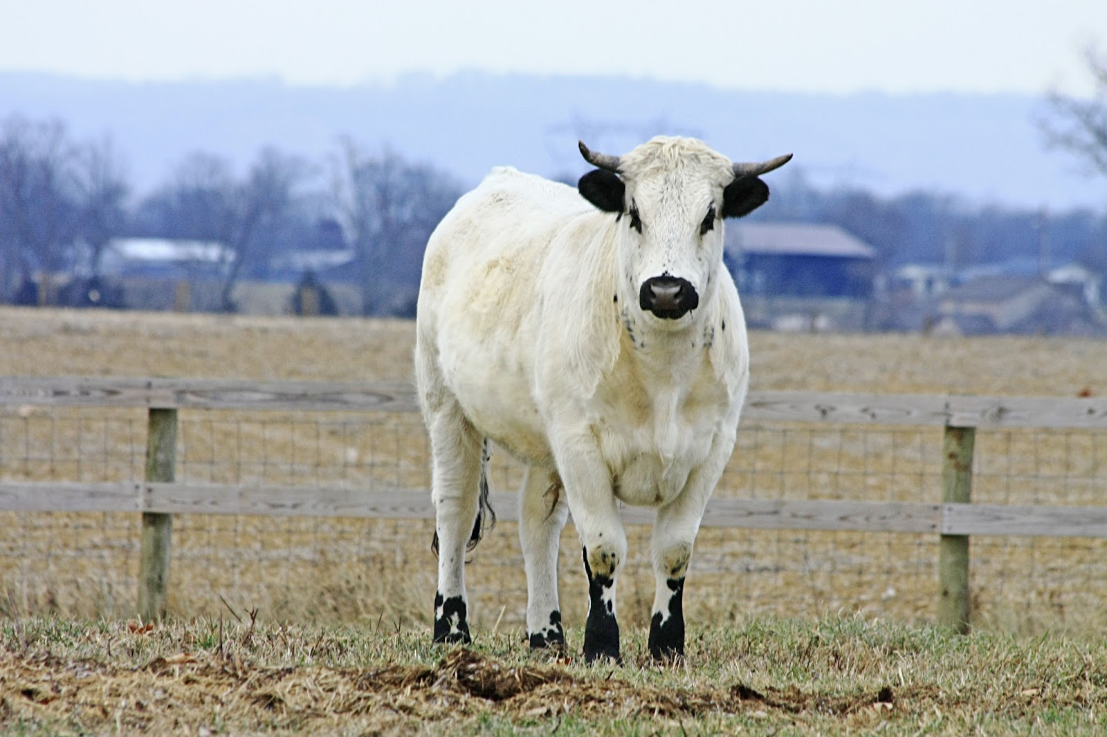 white bull | Naquillity