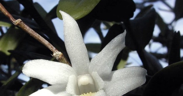 Manfaat Dan Khasiat Tanaman Anggrek Merpati (Dendrobium Crumenatum Sw ...