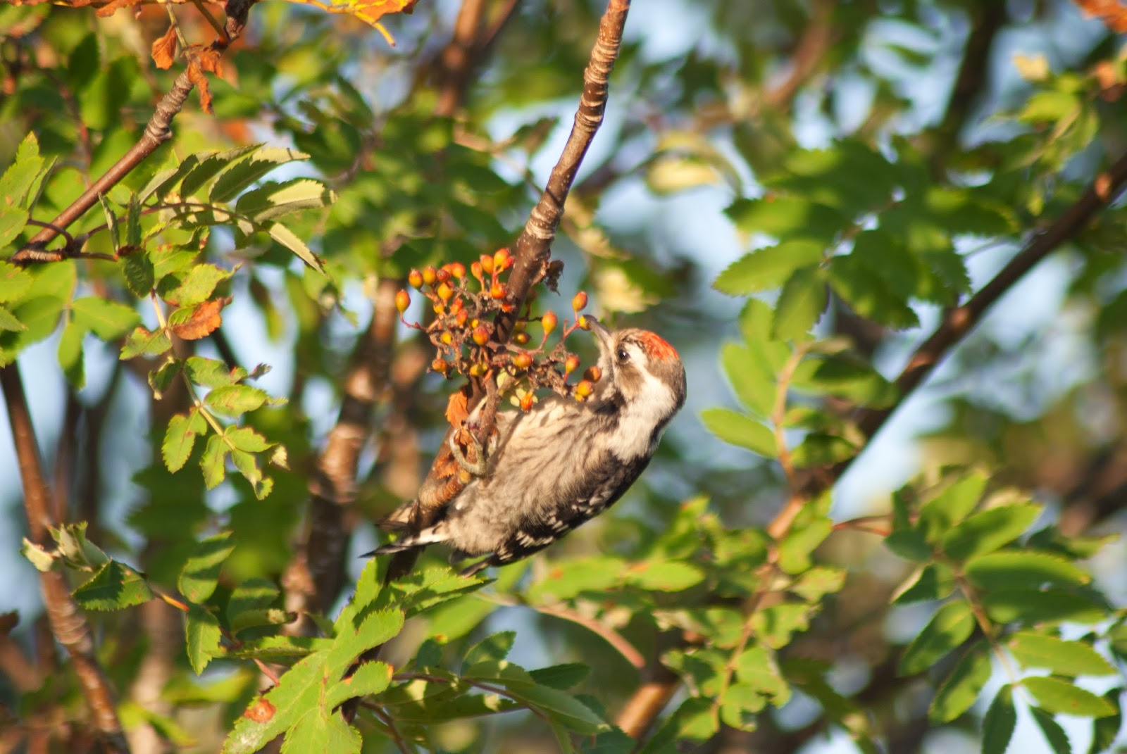 Eve Saar Photo: Vormsil/ in Vormsi (a small island in the West Estonia ...