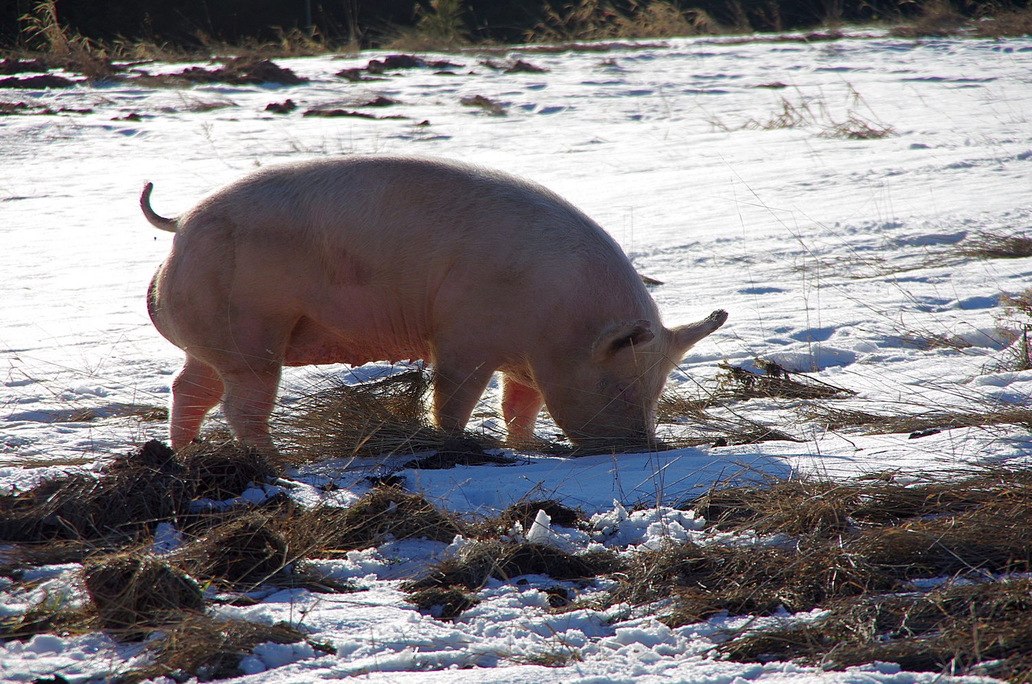 Otto's son: Hogzilla!