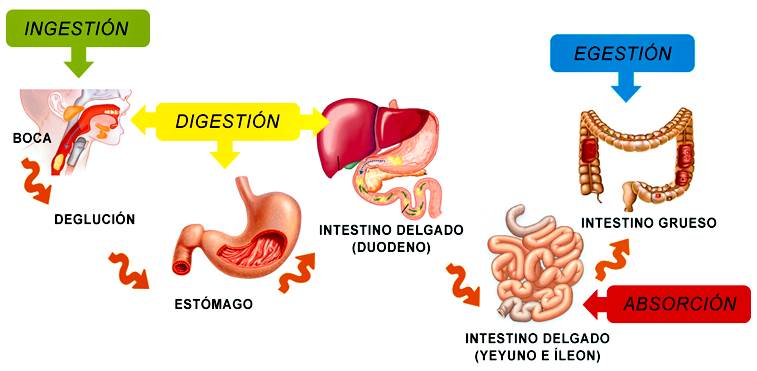 Fisiología del proceso contráctil del músculo esquelético