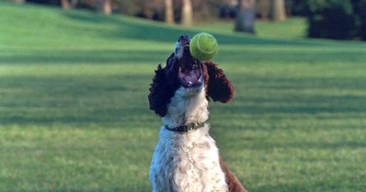 The Pet Parade: 4 Easy Steps to Teach Your Dog to Fetch