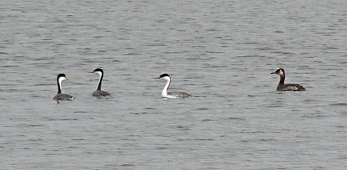 Birding Without Barriers: Clark's or Western Grebe?