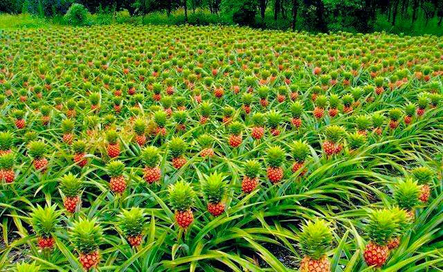 Garden and Farms: Pineapple Field
