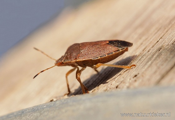 Groene Stinkwants doet zijn naam eer aan