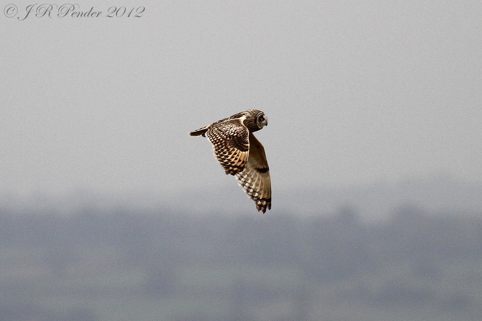 Joe Pender Wildlife Photography: Short-eared Owl Parkgate Marsh Plus ...